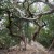 古見のサキシマスオウノキ （Komi no Sakishima-suonoki/Looking-glass Mangrove in Komi ...